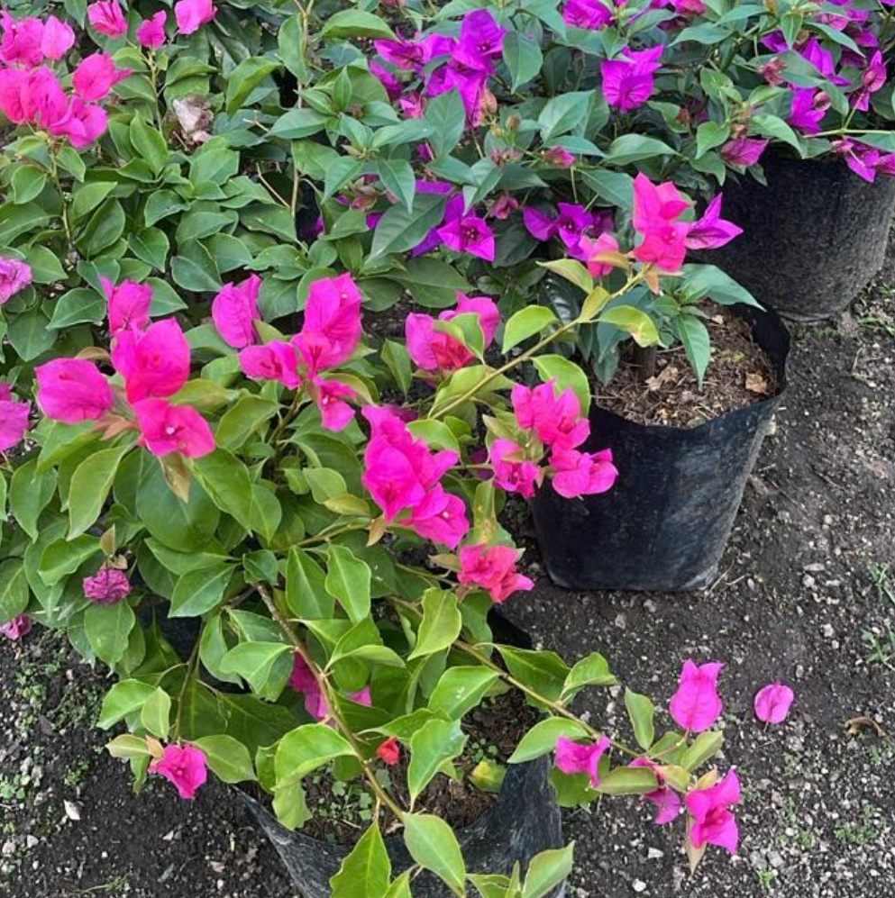 Inicio - Vivero San Rafael